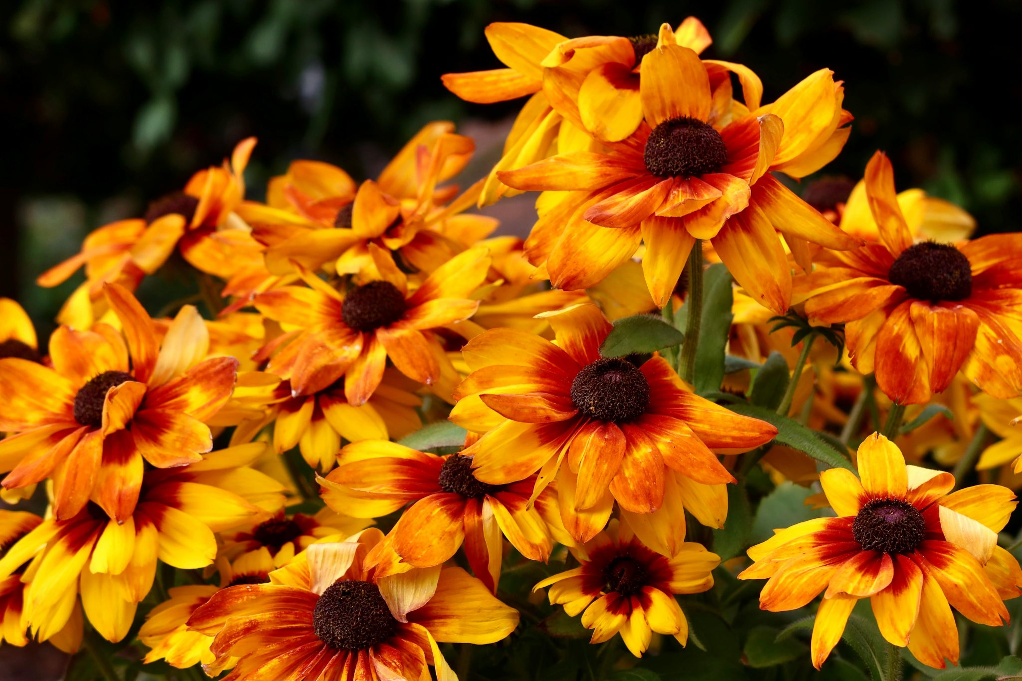 Complete Guide to Growing And Caring for Orange Flowers