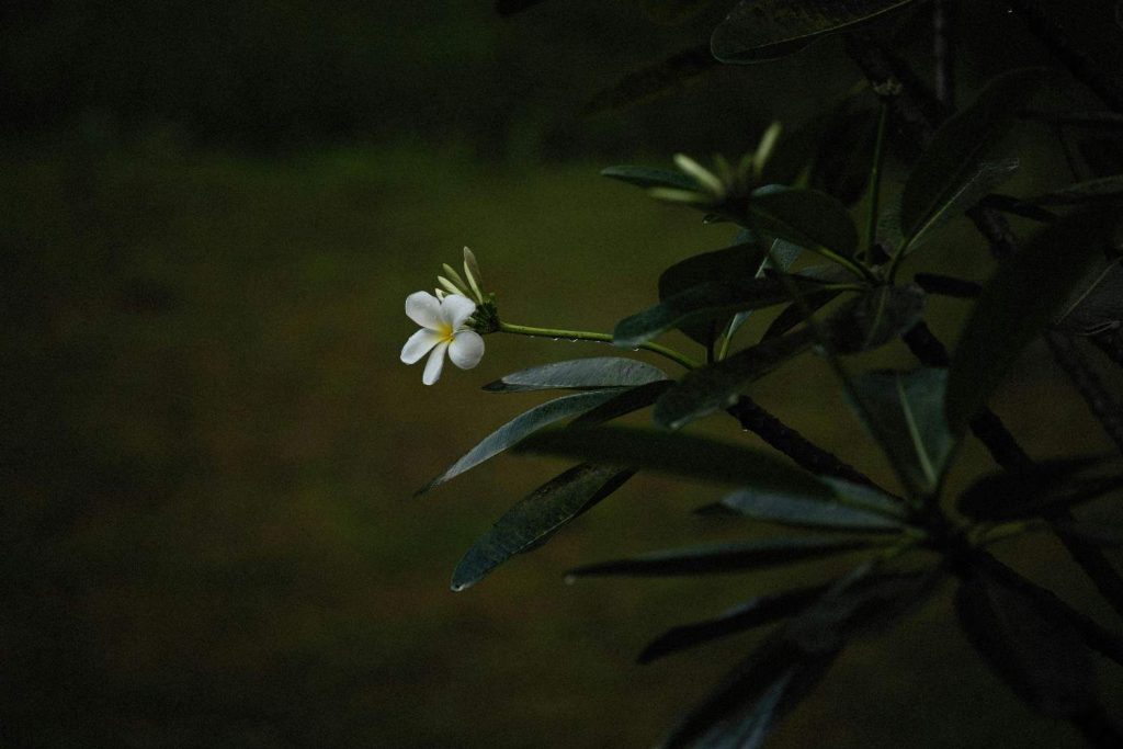 Night Blooming Cereus Care & Growing Guide